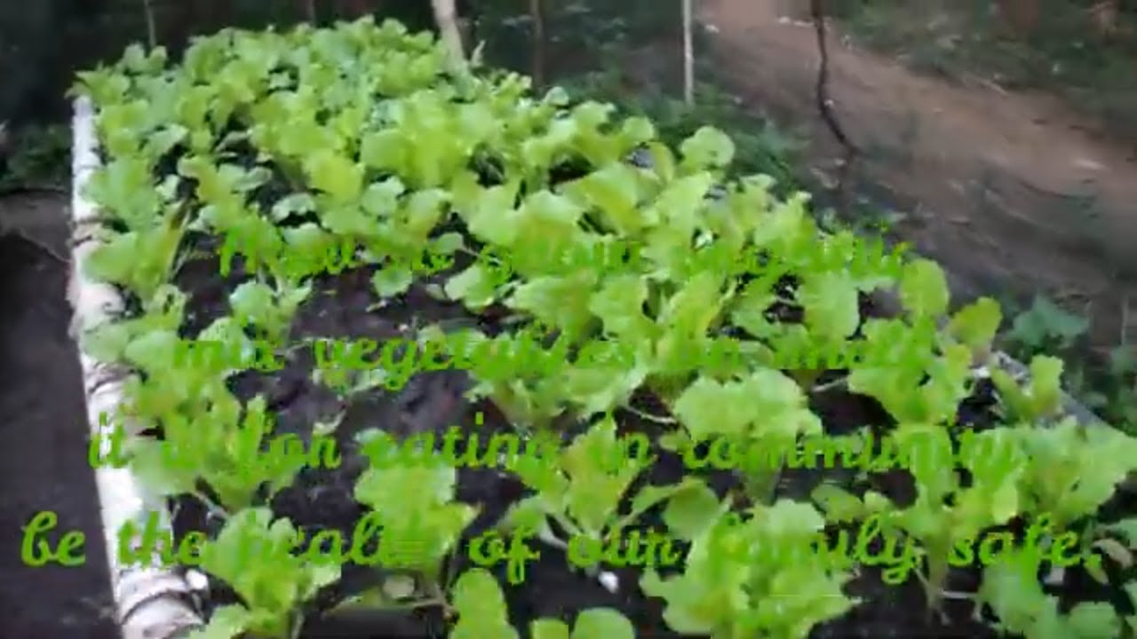 How to grow organic mixed vegetables on the shelf I Agricultural ...