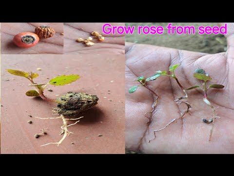 Grow rose from seeds | Agri hack | How to grow rose | Rose growing ...