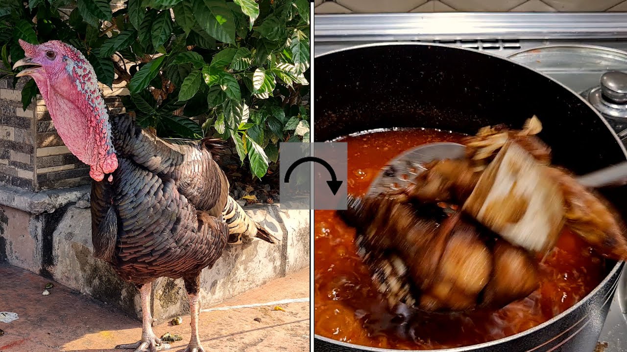 PREPARE THIS VERY DELICIOUS TURKEY STEW WITH A LIVE TURKEY | NIGERIAN ...