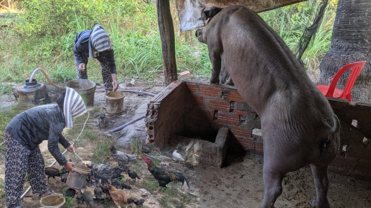 Simple Rural Living: Raising Pigs and Chickens | Real life Pig Farm ...