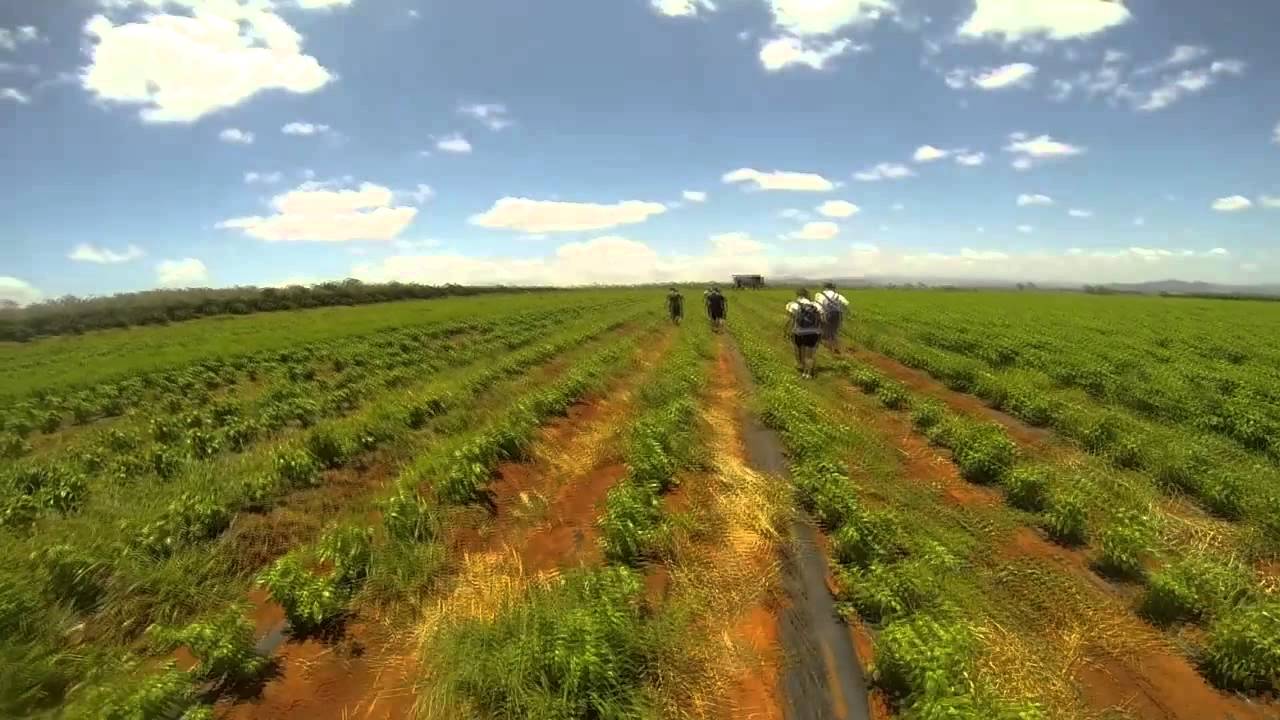 Educational Agricultural Study Tour for University Student Groups - YouTube