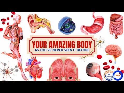 Your Amazing Body - YouTube