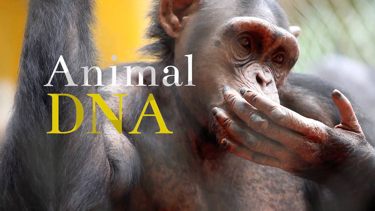 Animal DNA - The Primate World - Episode 8 - YouTube