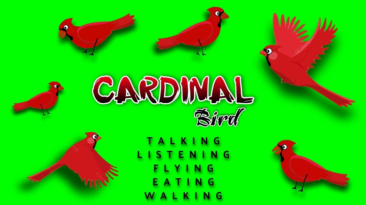 Cardinal red animated bird green screen | talking flying walking eating ...