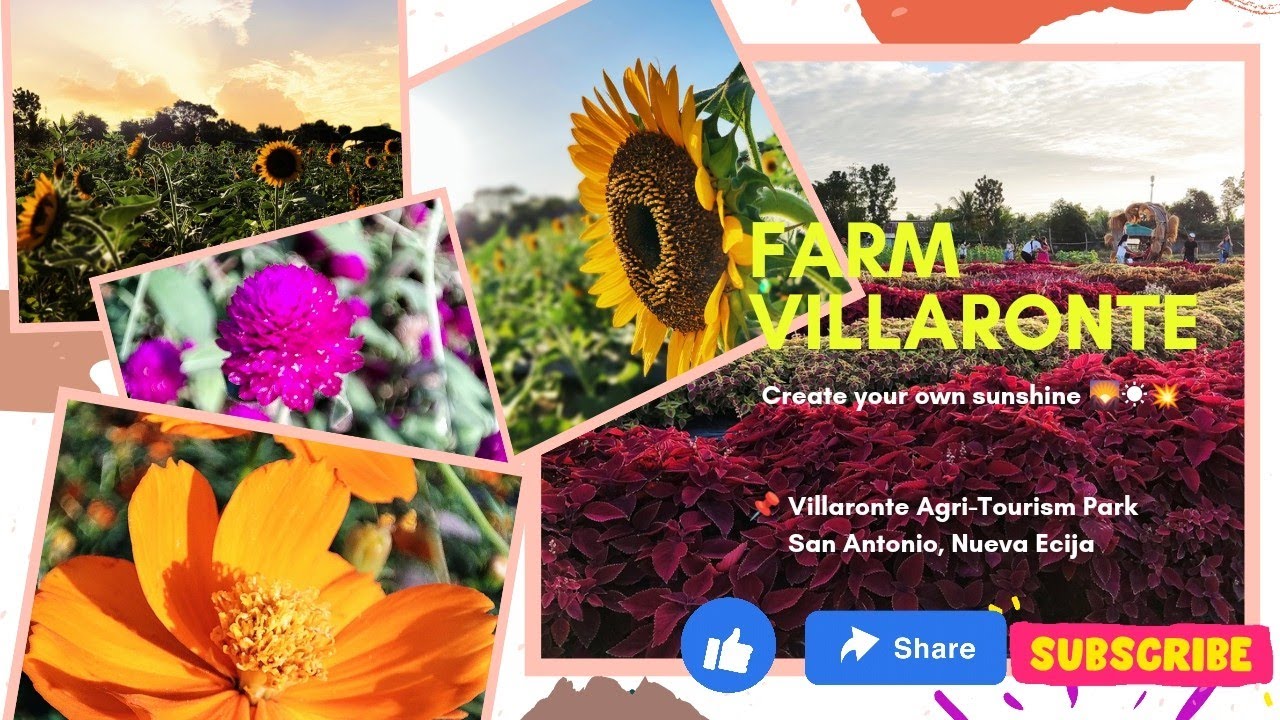 Famday at Farm Villaronte/Sunflower Farm, Villaronte Agri-Tourism Park ...