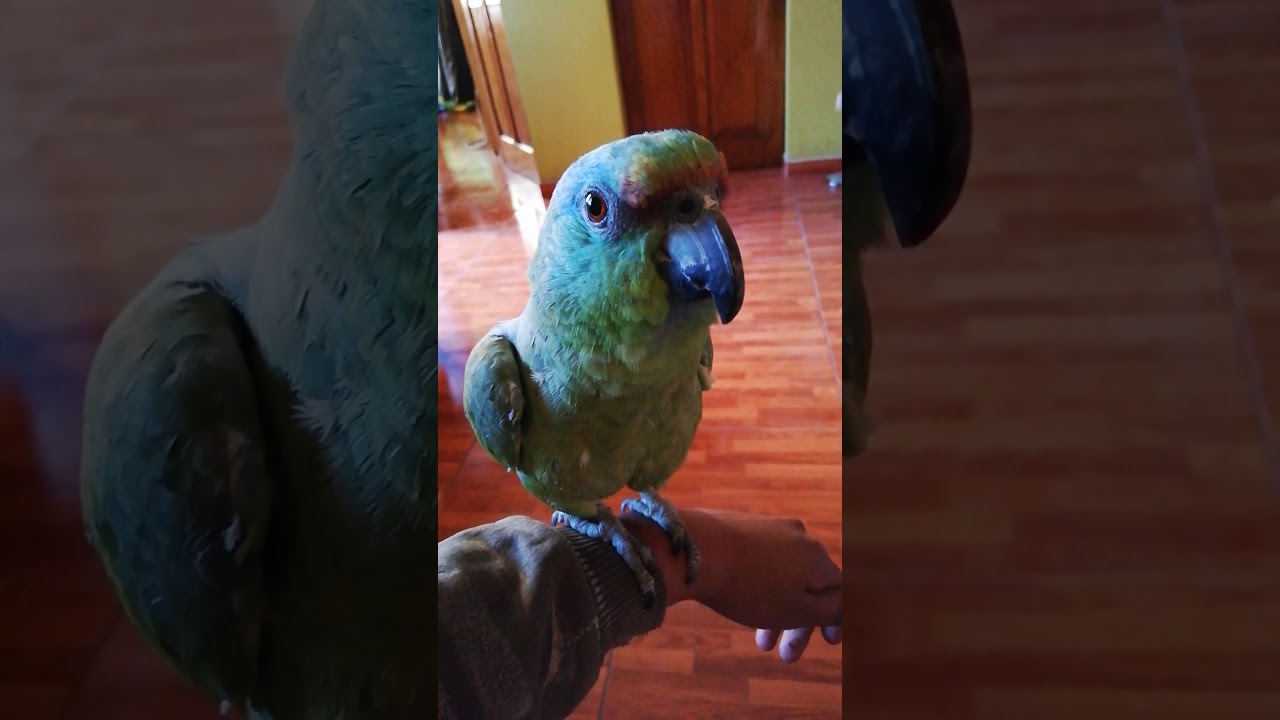 Loro peruano lorito hablando - YouTube