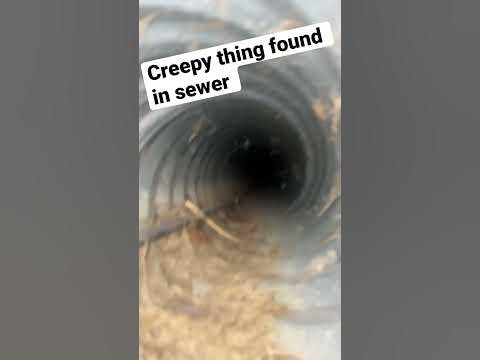 Creepy creature found in sewer - YouTube