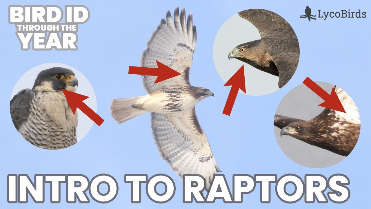Introduction to Raptor Identification - Hawk, Eagle, and Falcon Shapes ...