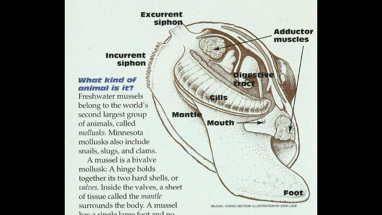 Lake County SWCD Minnesota Mussels - YouTube