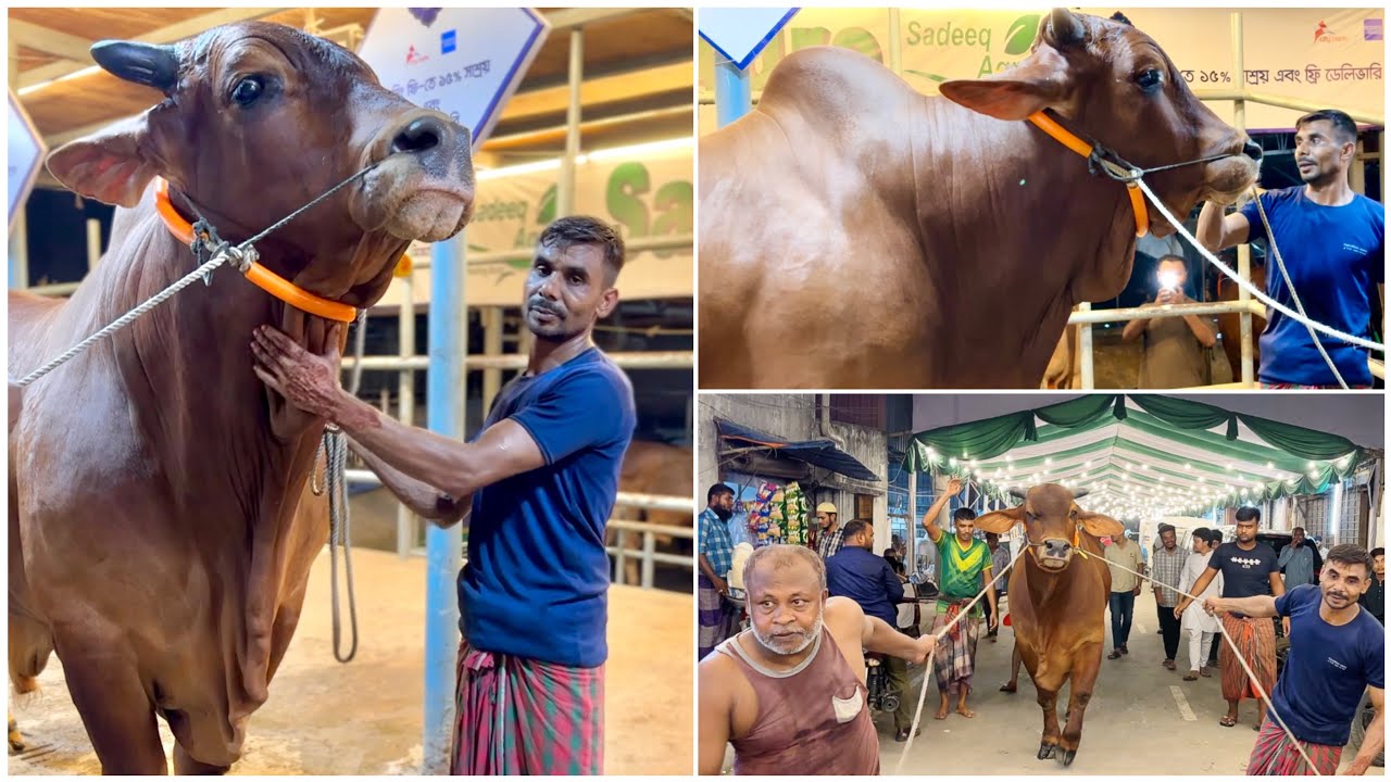 BIGGEST & TALLEST of 2023 in Bangladesh | Sadeeq agro | Season 2023 ...
