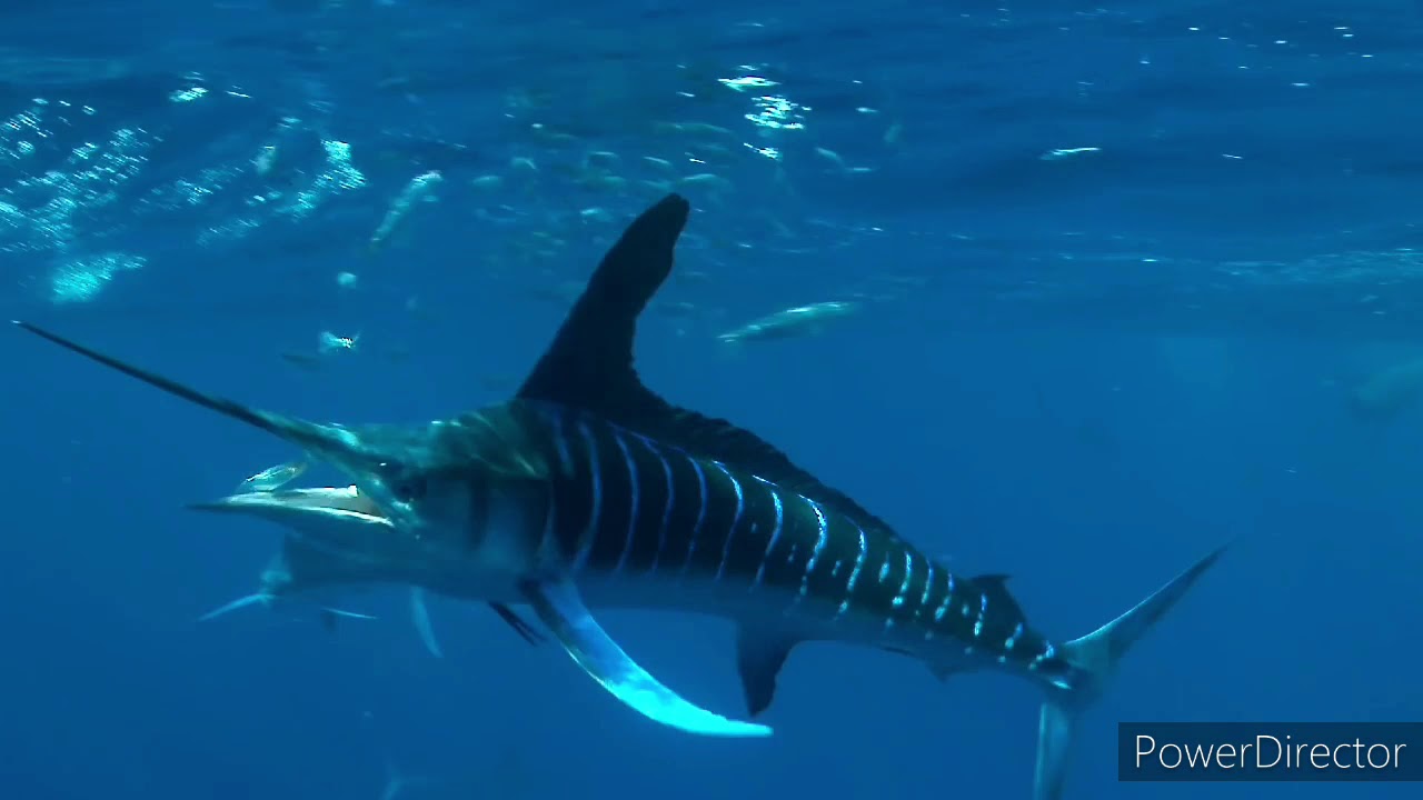 PREDATORS ATTACK - YouTube