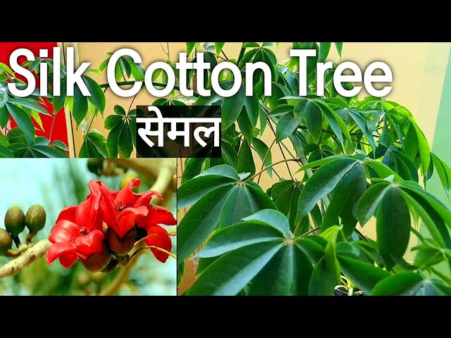 Semal Tree In Hindi
