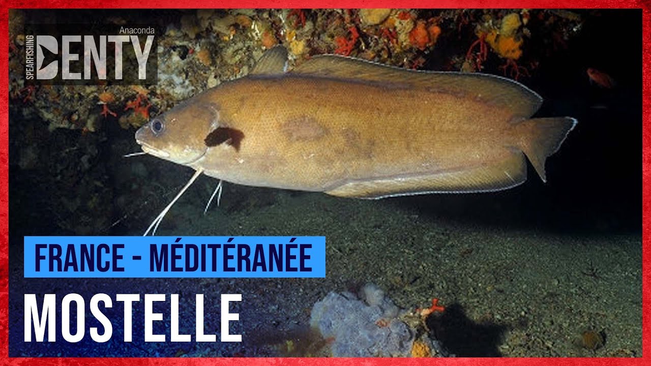 La Mostelle en Chasse sous-marine - YouTube