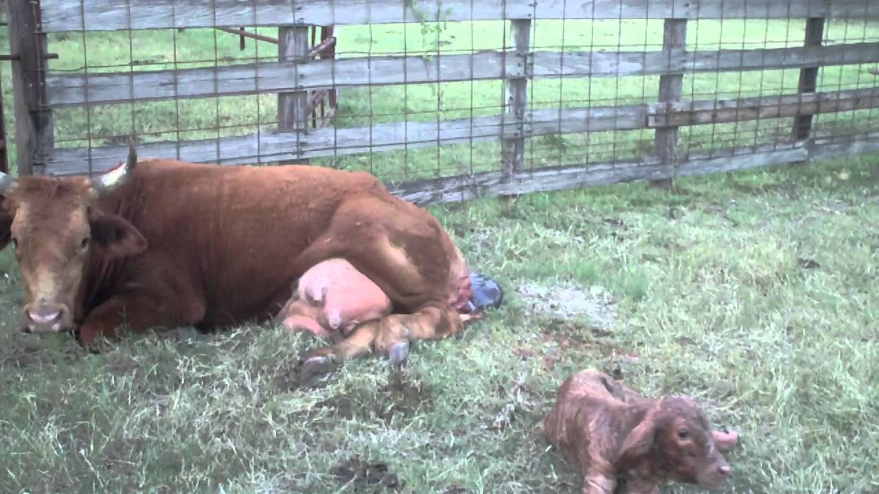 Pulling a stuck calf with the hardware. - YouTube