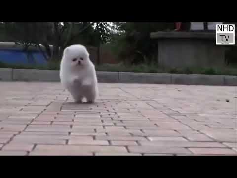 Cute dog+ - YouTube
