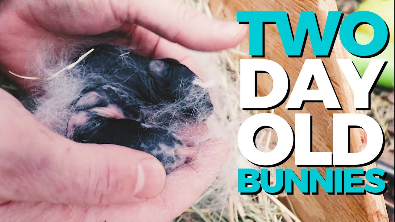 BUNNIES TWO DAYS OLD | Raising Rabbits - YouTube