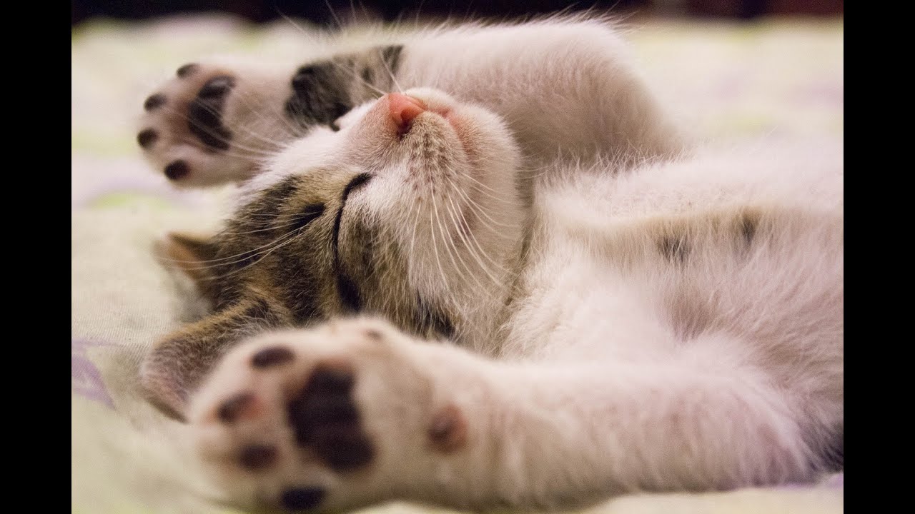 3 Hour Cat Meowing & Purring White Noise | Focus, Studying, Relaxation ...