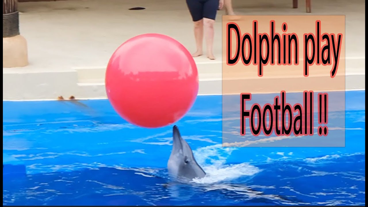 Dolphin play Football video,Best2023. - YouTube