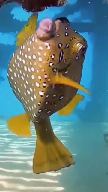 Fish Feast / Splash of Color / fresh water fish / aquarium /Feeding ...