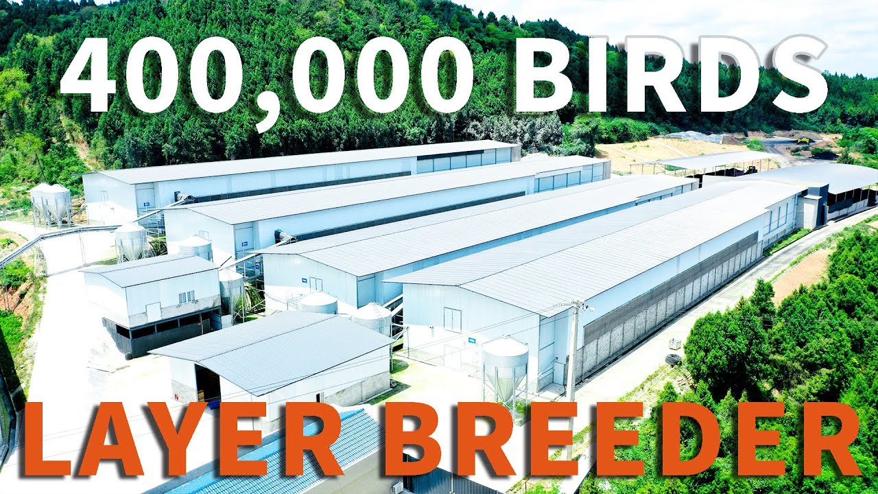 400K Layer Breeders Farm In China - YouTube