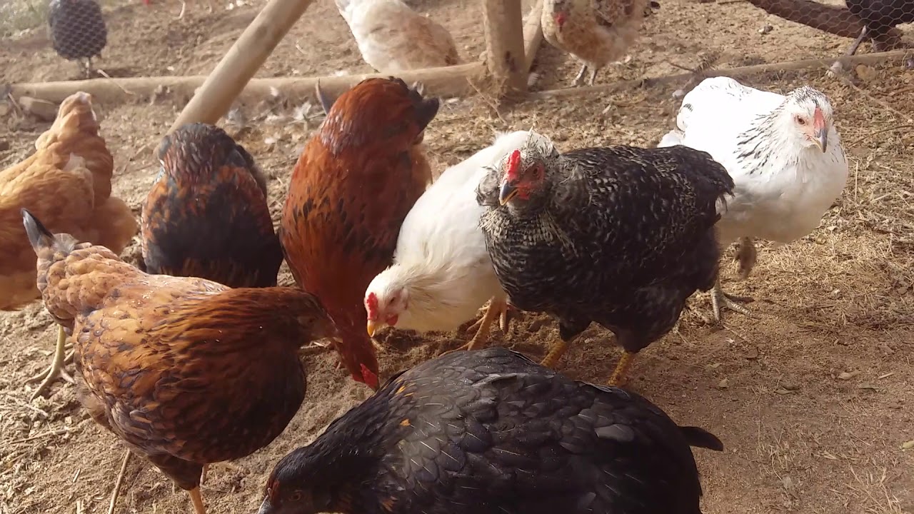 Pollos creciendo rápido, 3 meses y medio - YouTube