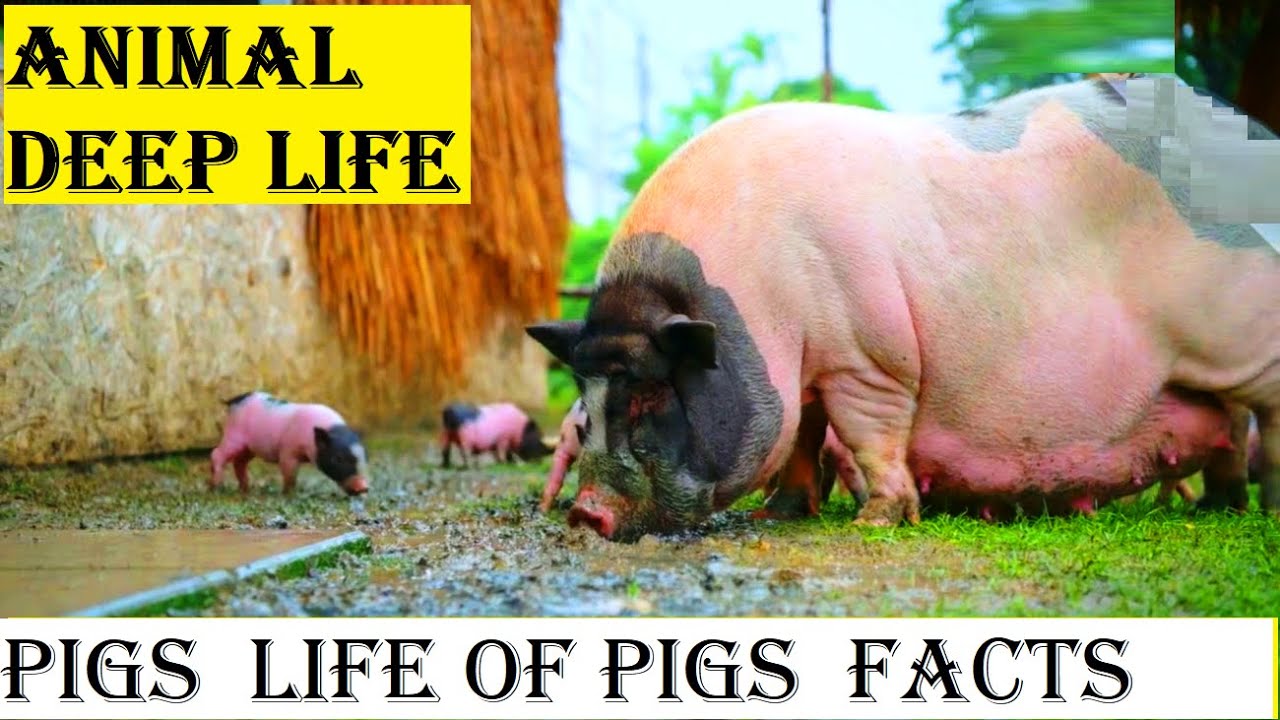 Pigs | life of pigs facts | animal deep life - YouTube