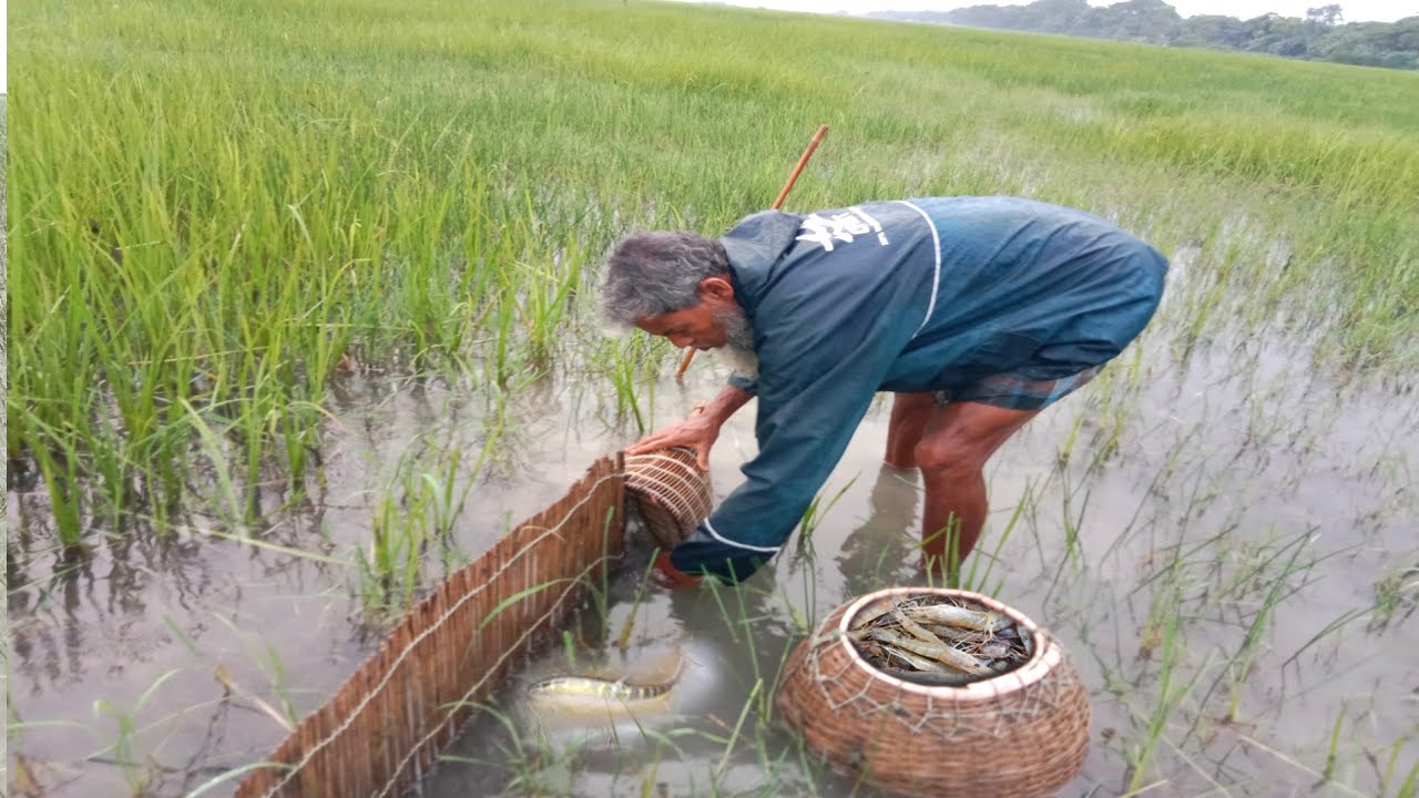 Primitive village fishing technique।। shrimp Fishing in village rainy ...