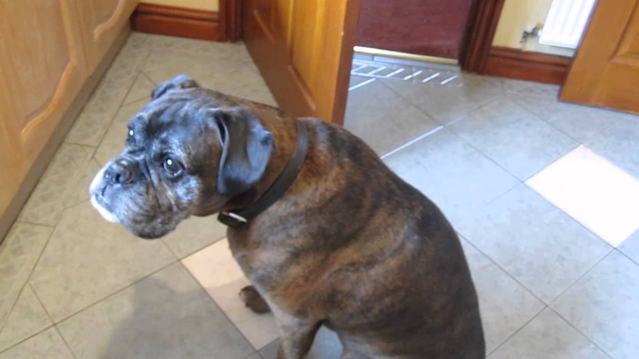 Boxer dog and cod liver oil tablet - YouTube