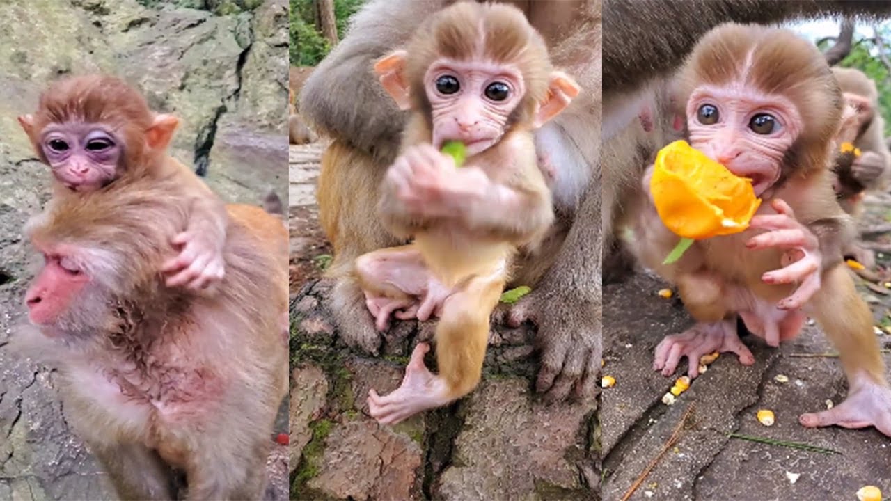 SO PITY BABY BIG INJURED ON FACE | BABY MONKEY VERY HUNGRY | MONKEY ...