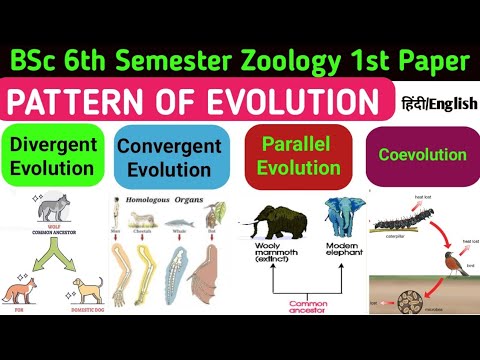 Pattern of Evolution//Divergent Evolution//Convergent Evolution ...