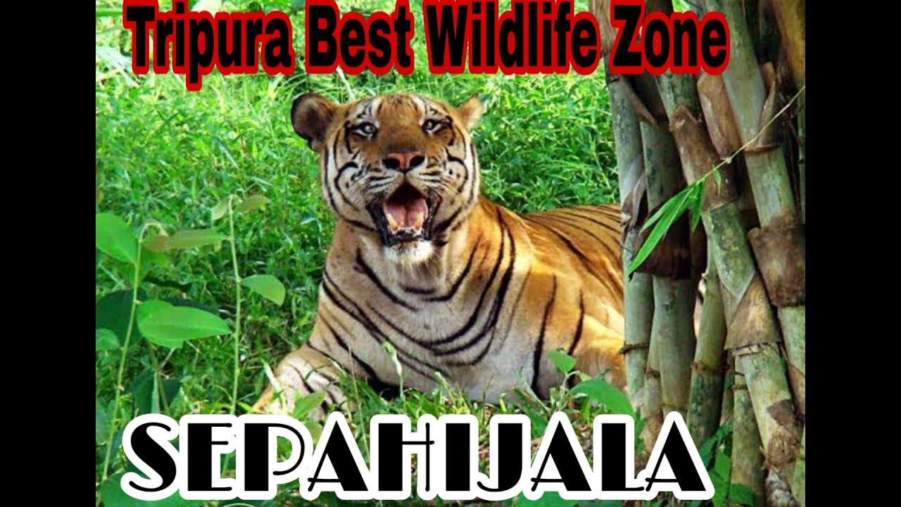#Sepahijala_Wildlife_Sanctuary, #Tripura ||♥♥♥# Amazing_Jungle||| - YouTube
