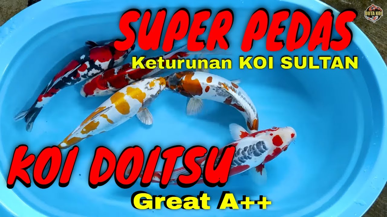 PANEN KOI DOITSU JUMBO PEDES || POLA ASYIK KUALITAS SUPER A PLUS PLUS ...