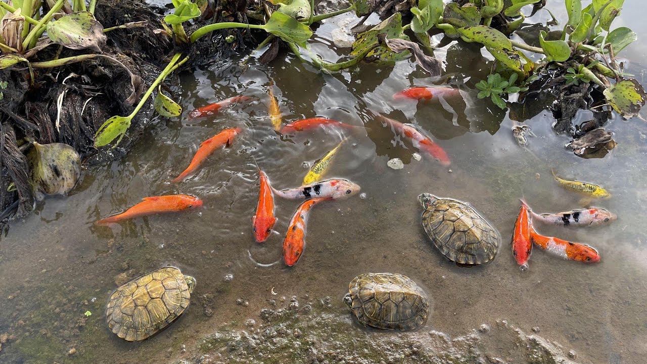 Natural small insects live under water in lake. Japan koi, turtle ...