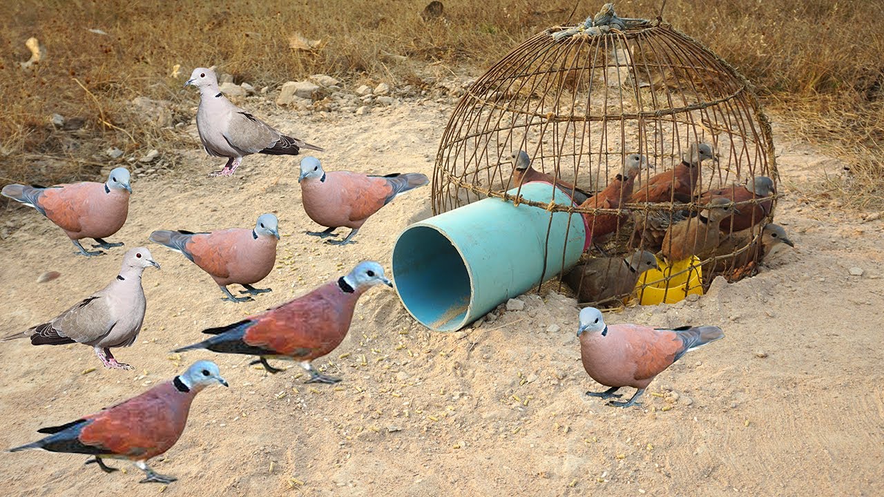 Creative DIY Wild Bird Trap Using Pen Bird To Catch Bird - YouTube