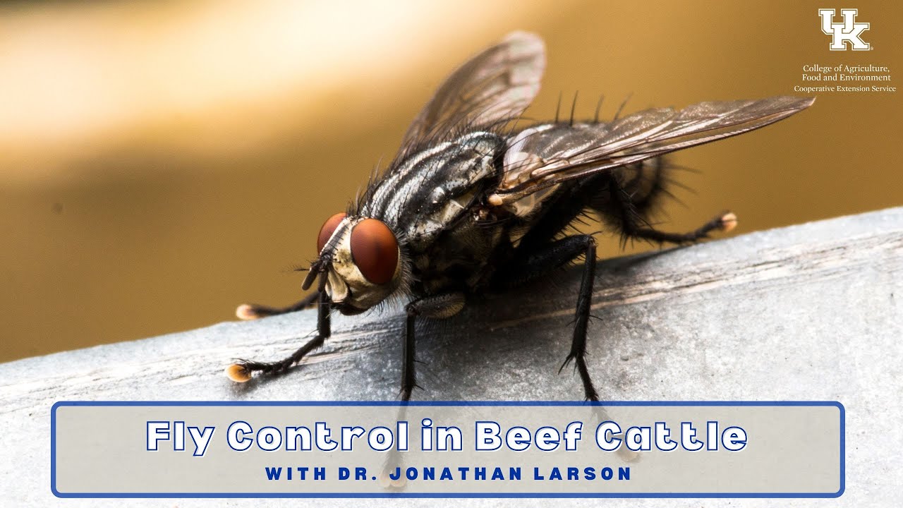 Fly Control in Beef Cattle - YouTube