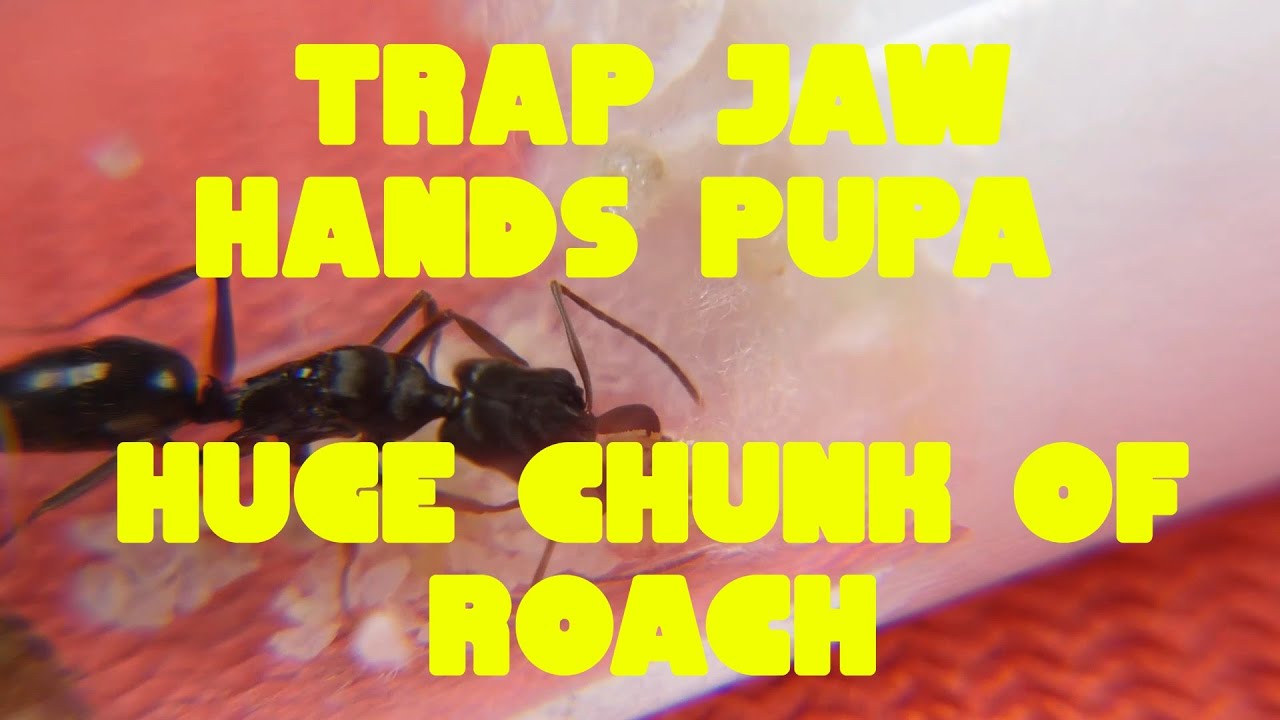 How To Raise Semi Claustral Queen Ants - YouTube