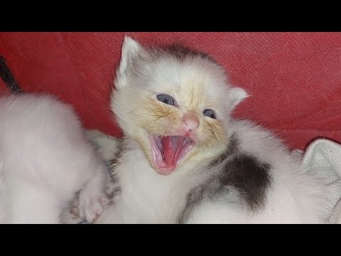 Tiny Protective kitten Getting Angry To Protect Sibling Baby Kittens ...