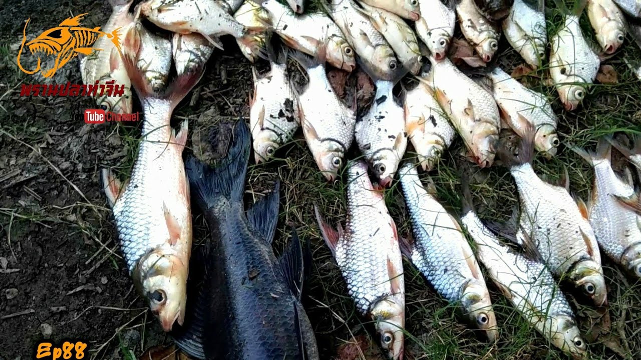 Ep88 ท่าจีนปลากินดี กินจัด วัดกันทั้งวัน [HD]Hunter Fishing Tha Chin ...