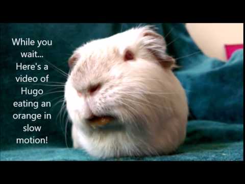 Hugo the guinea pig eating an orange in slow motion - YouTube