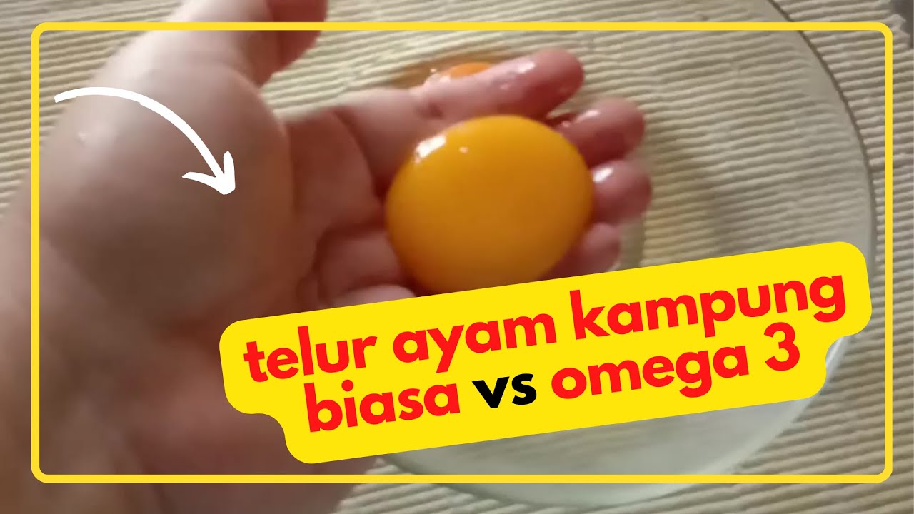 Perbedaan telur ayam kampung omega 3 dan biasa - YouTube