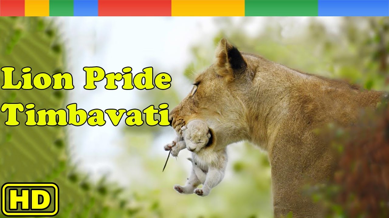 [LionStory] The King's Pride in The Timbavati of Lion - Nat Geo Wild ...