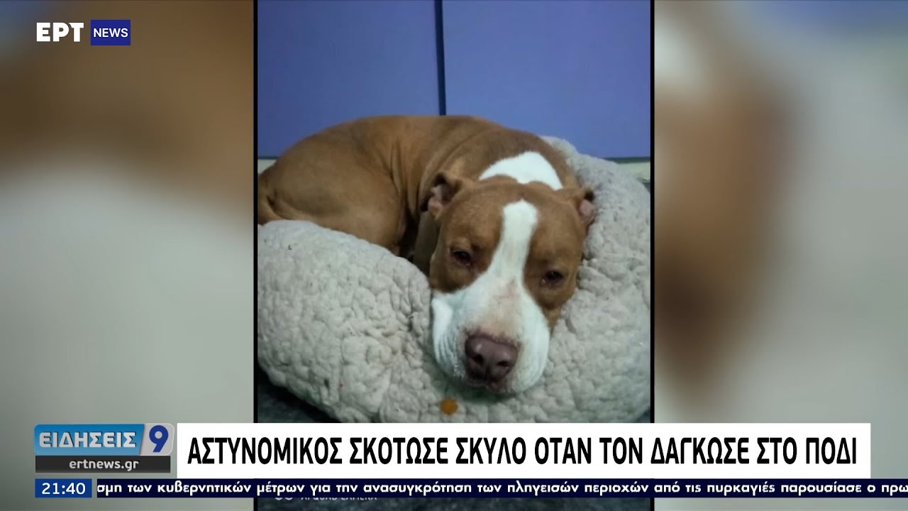 Αστυνομικός πυροβόλησε και σκότωσε σκύλο σε ταράτσα πολυκατοικίας ΕΡΤ ...