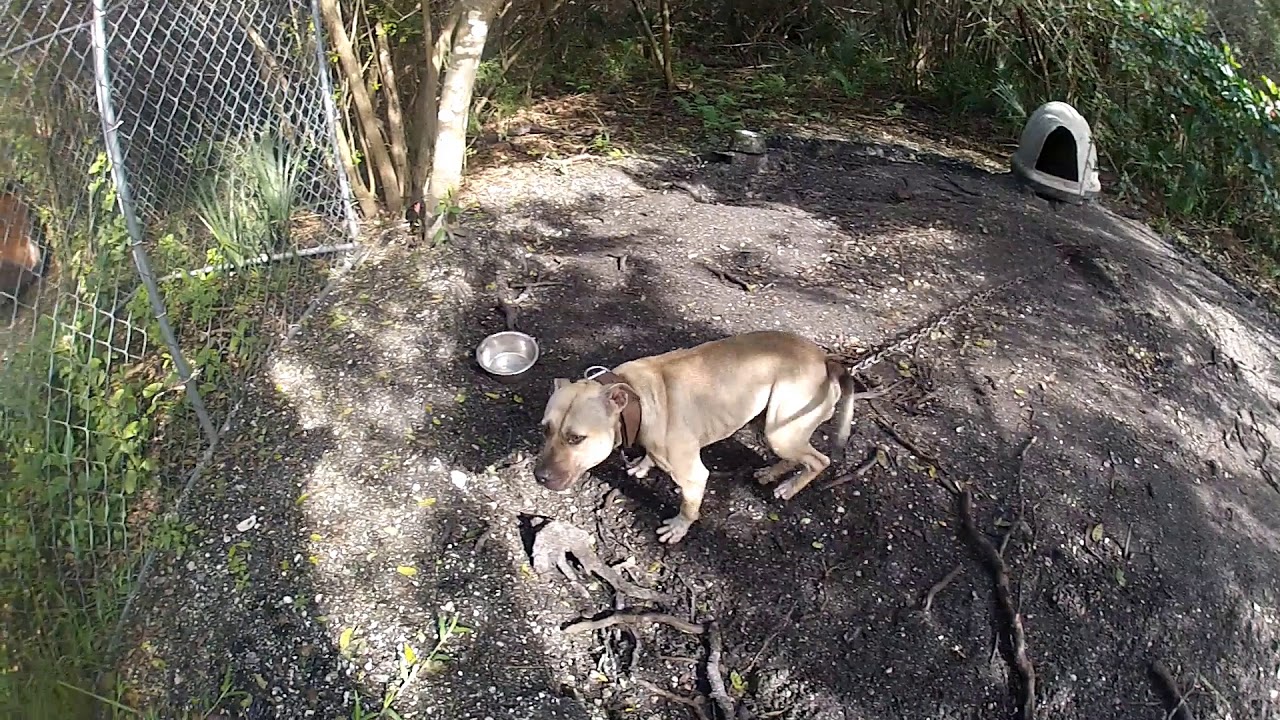 game dog compound - YouTube