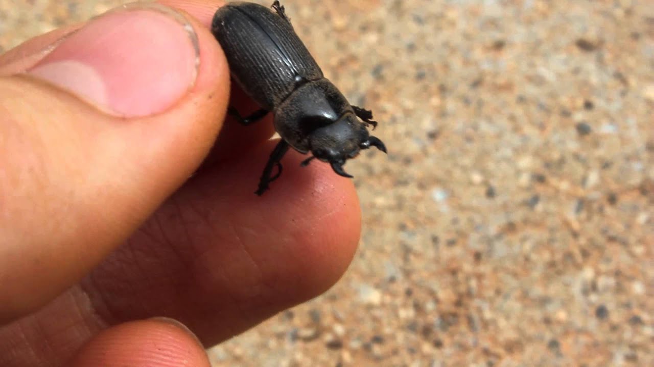 Adult males of Dorcus brevis - YouTube