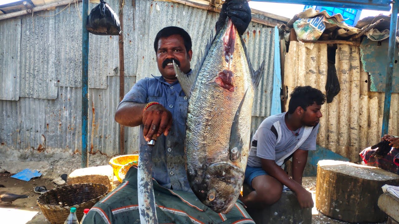 GIANT TRAVELLY 🔥FISH CUTTING BY CHEETAH DURAI/KASIMEDU FISH CUTTING ...
