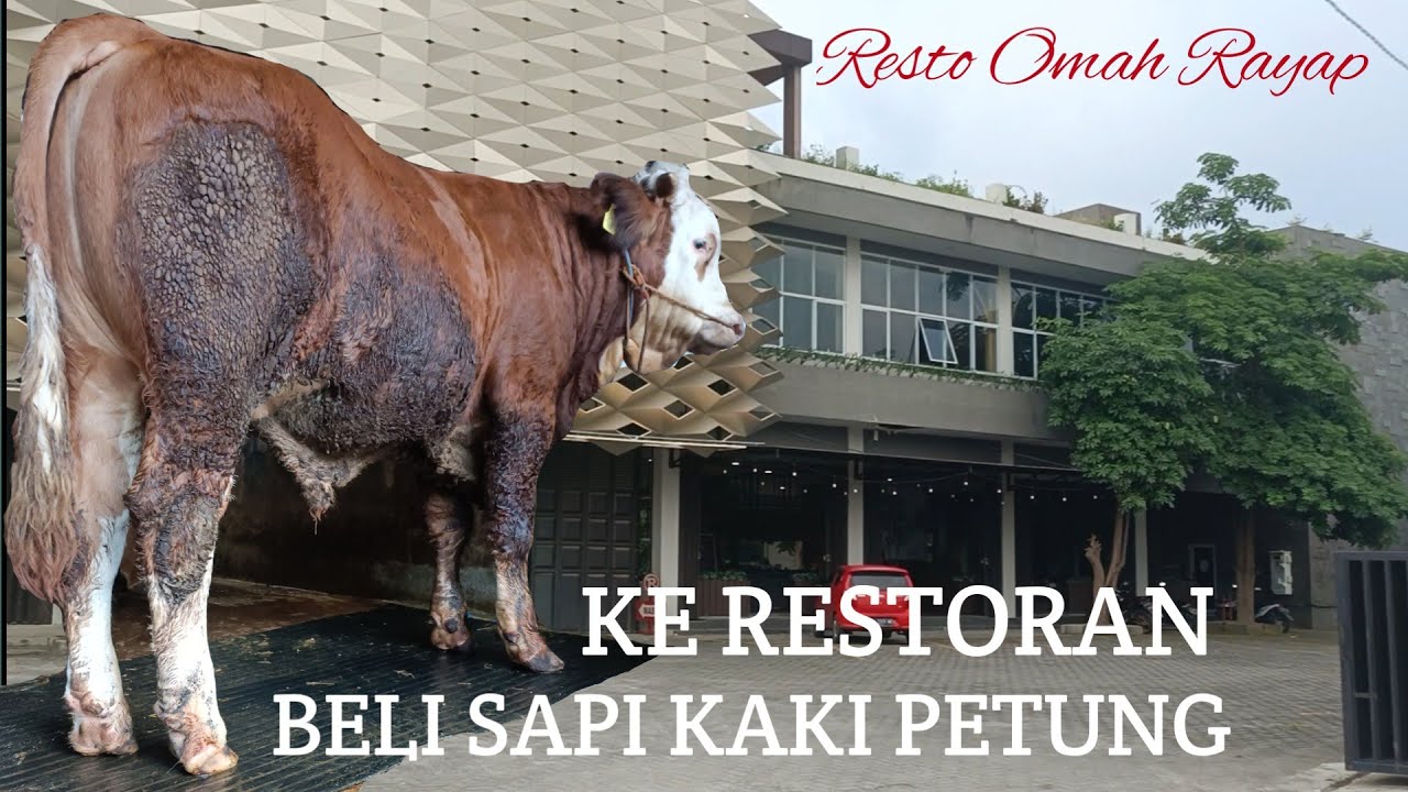 Ke Restoran Beli Sapi Kaki PETUNG - YouTube