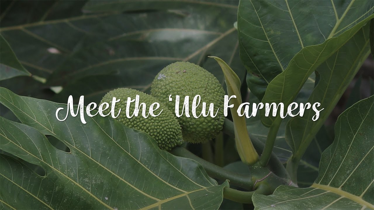 ʻUlu Lesson Plan: Meet the ʻUlu Farmers - YouTube