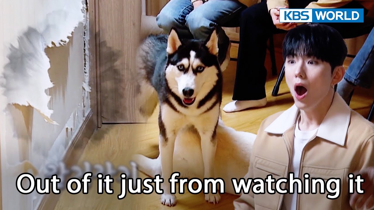 Things finally became peaceful😌 [Dogs are incredible : EP.156-2] | KBS ...