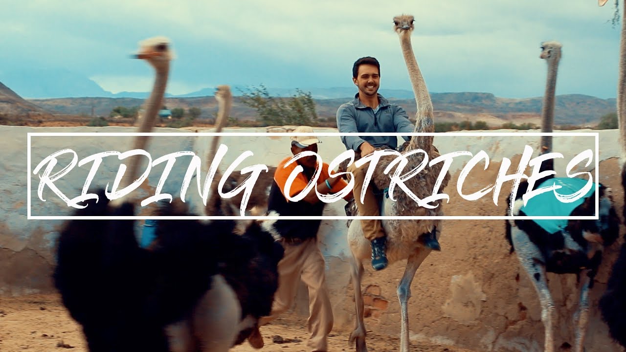 RIDING OSTRICHES in Oudtshoorn - YouTube
