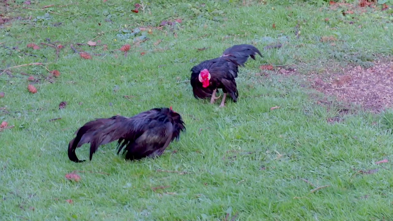 Fighting cockerels - YouTube